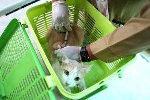 North Jakarta Vaccinates 2,516 Rabies-Carrier Animals