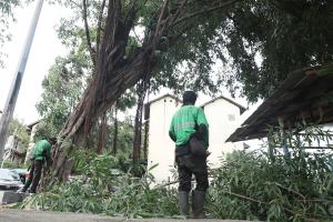 Central Jakarta Parks Agency Prunes 1,743 Hazardous Trees