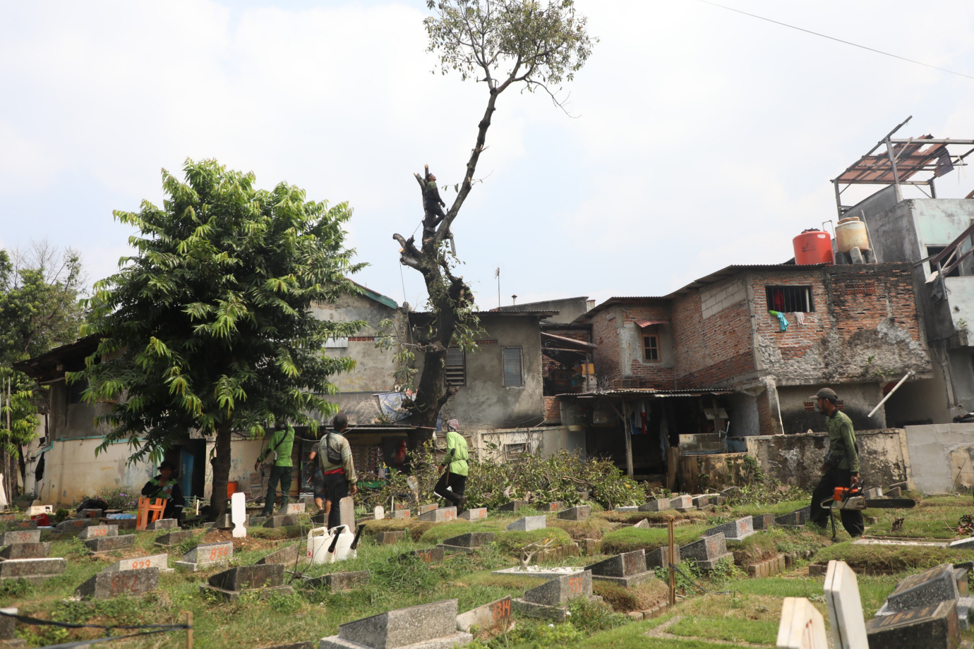 Pohon di TPU Utan Kayu Ditoping Sudin Tamhut Jaktim | Beritajakarta.id