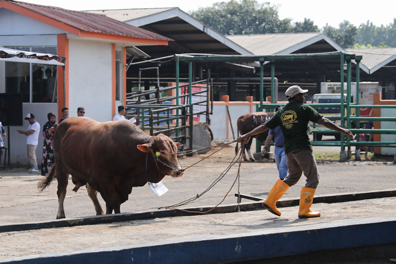 RPH Dharma Jaya Sembelih Puluhan Ekor Sapi Kurban | Beritajakarta.id